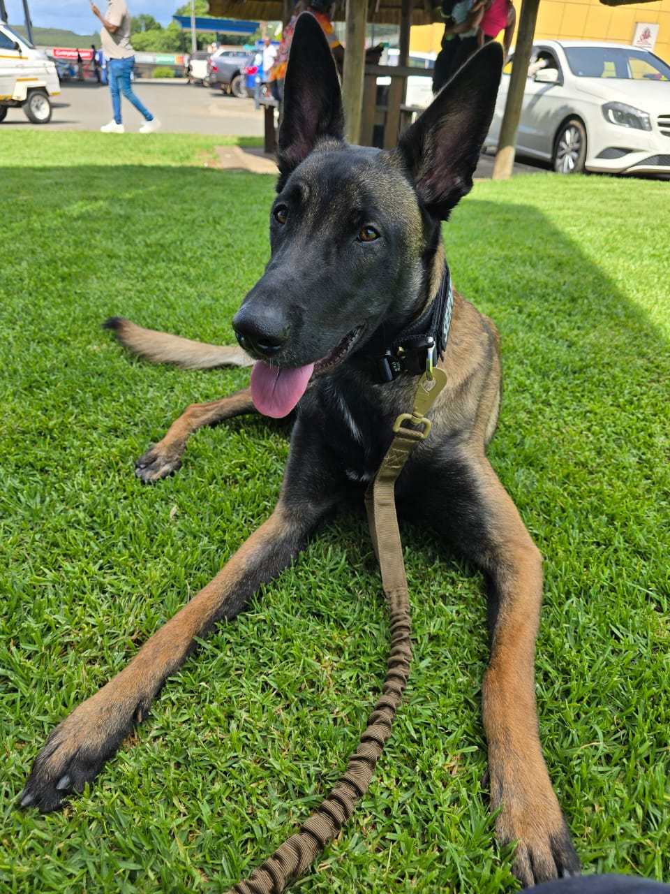 Contact Us – K9 Emergency Response